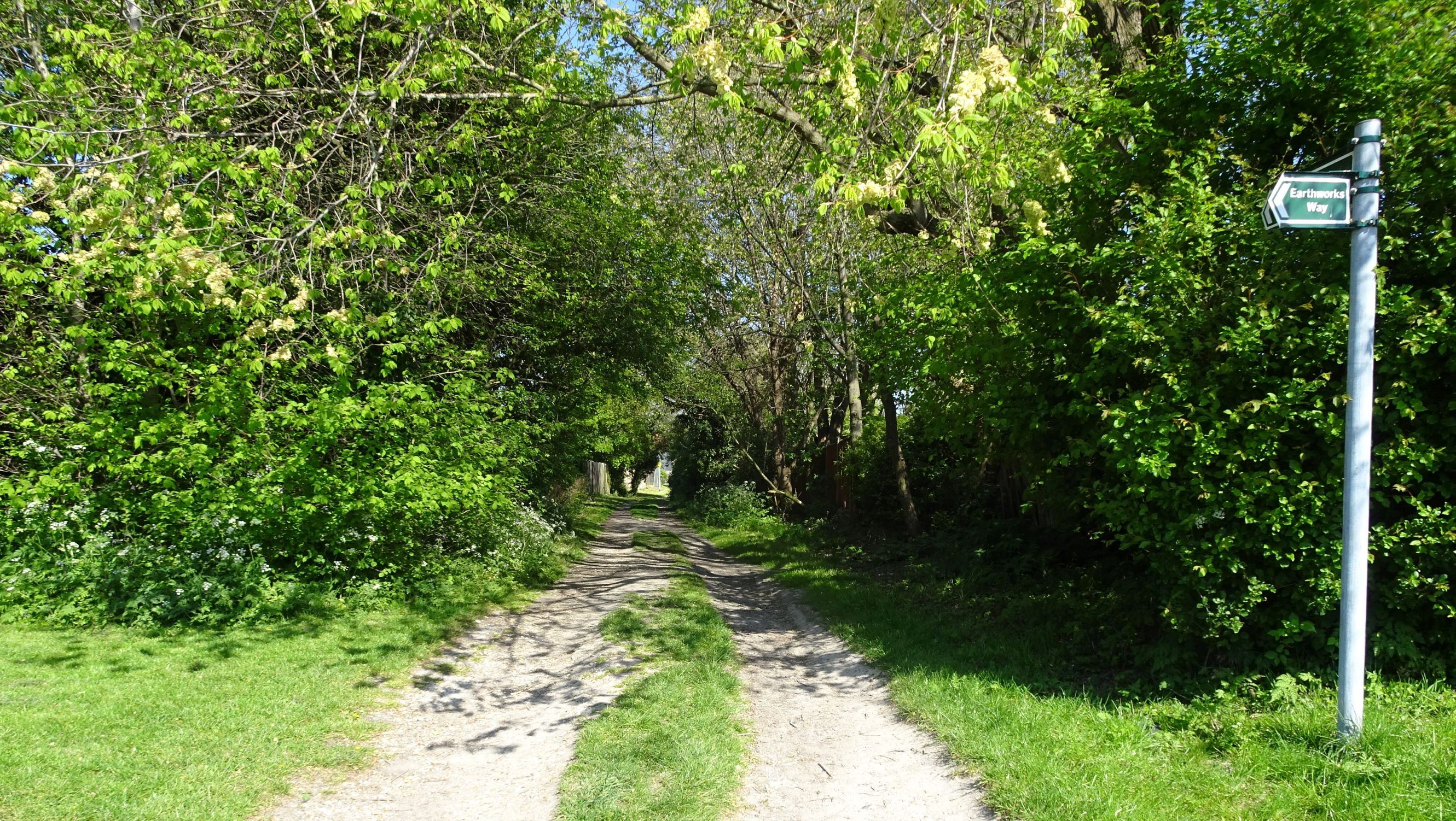 Cuckoo-pints or Lords-and-Ladies – Nature to look out for in Burwell