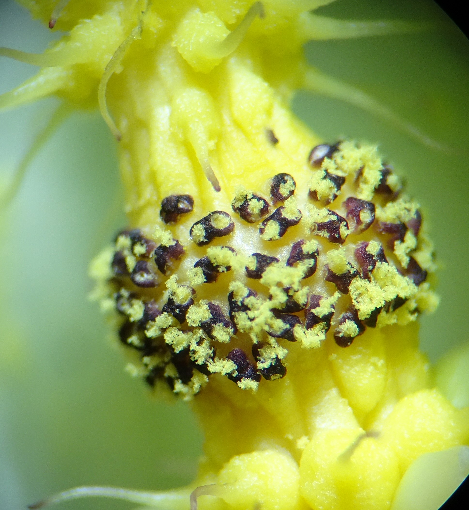 Cuckoo-pints or Lords-and-Ladies – Nature to look out for in Burwell