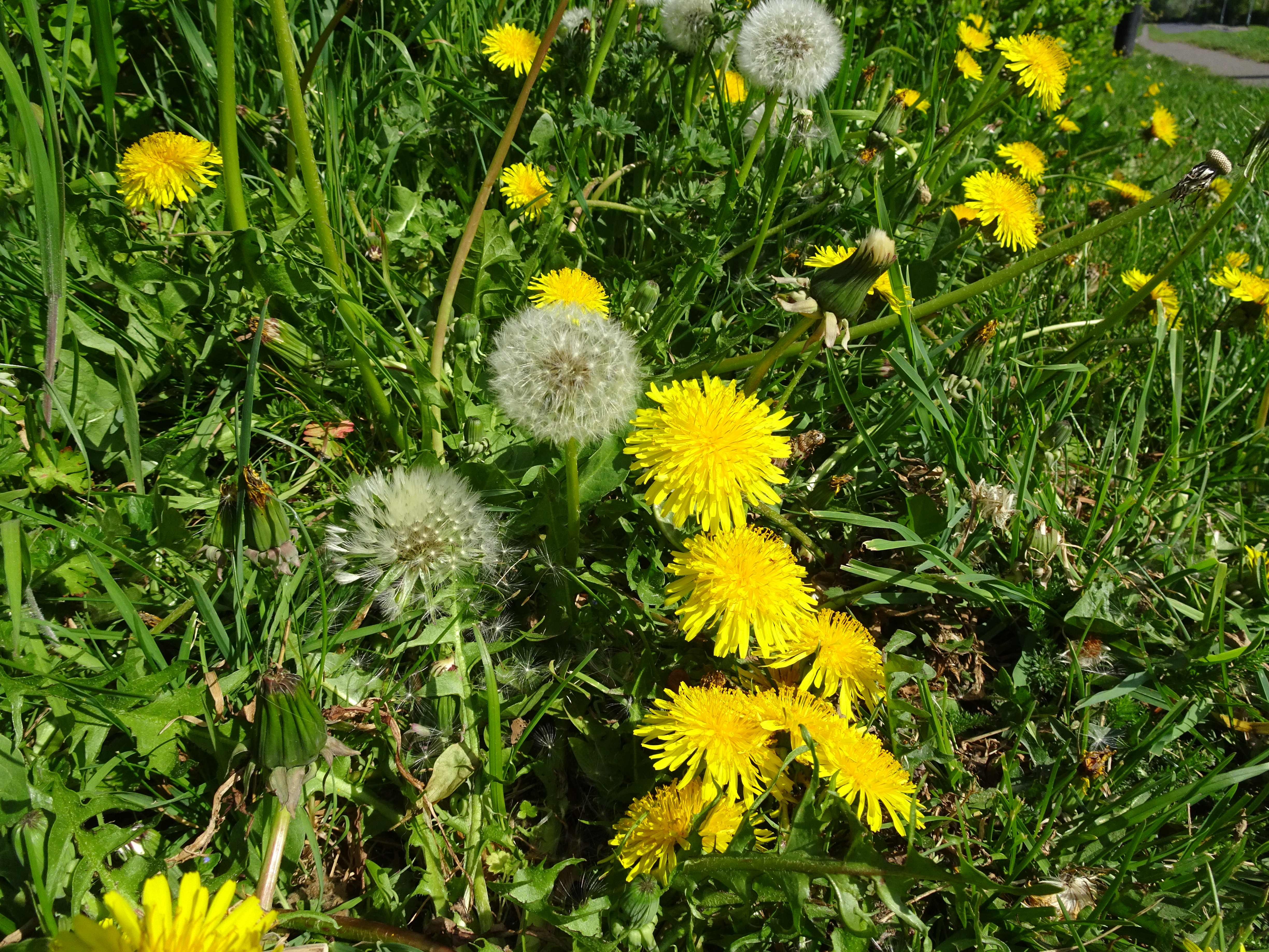 Dandelions, miniature suns fallen to earth – Nature to look out for in ...