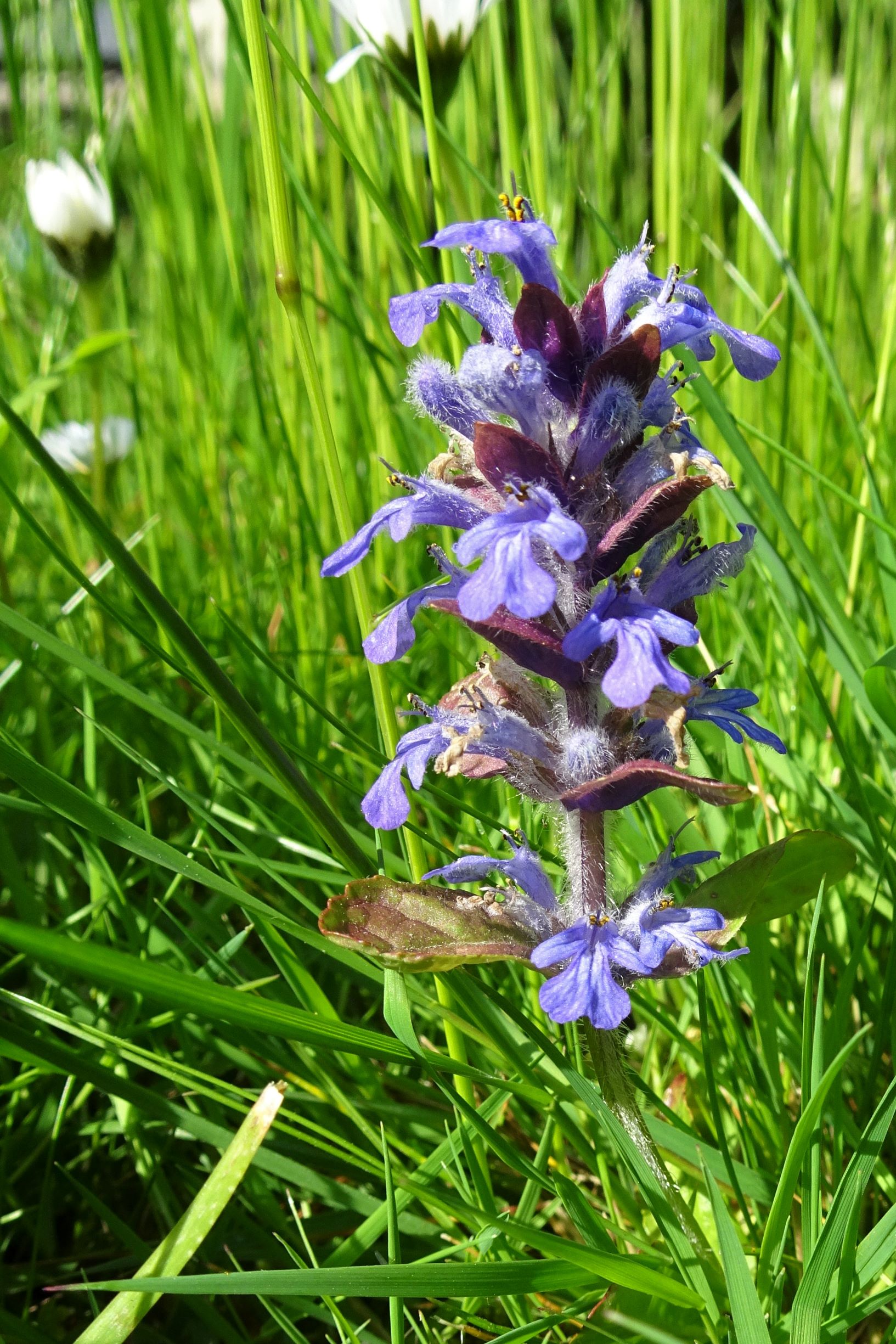 Bugles standing witness – Nature to look out for in Burwell