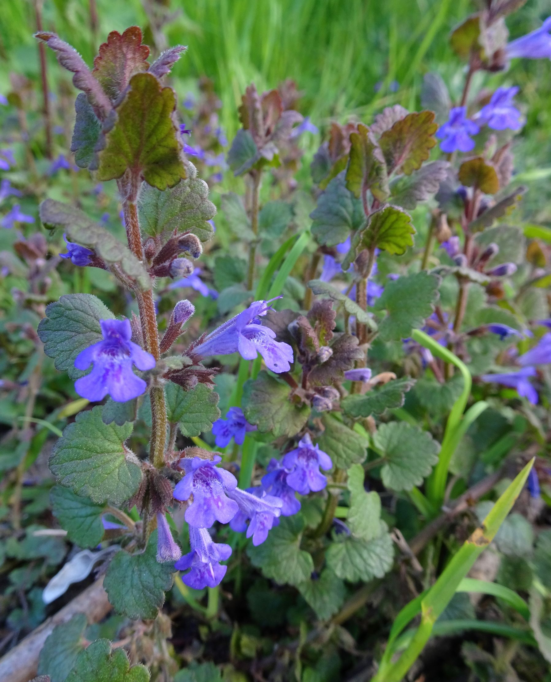 Purple And Blue Flowers 12 Beautiful Blue Flowers For Every Garden