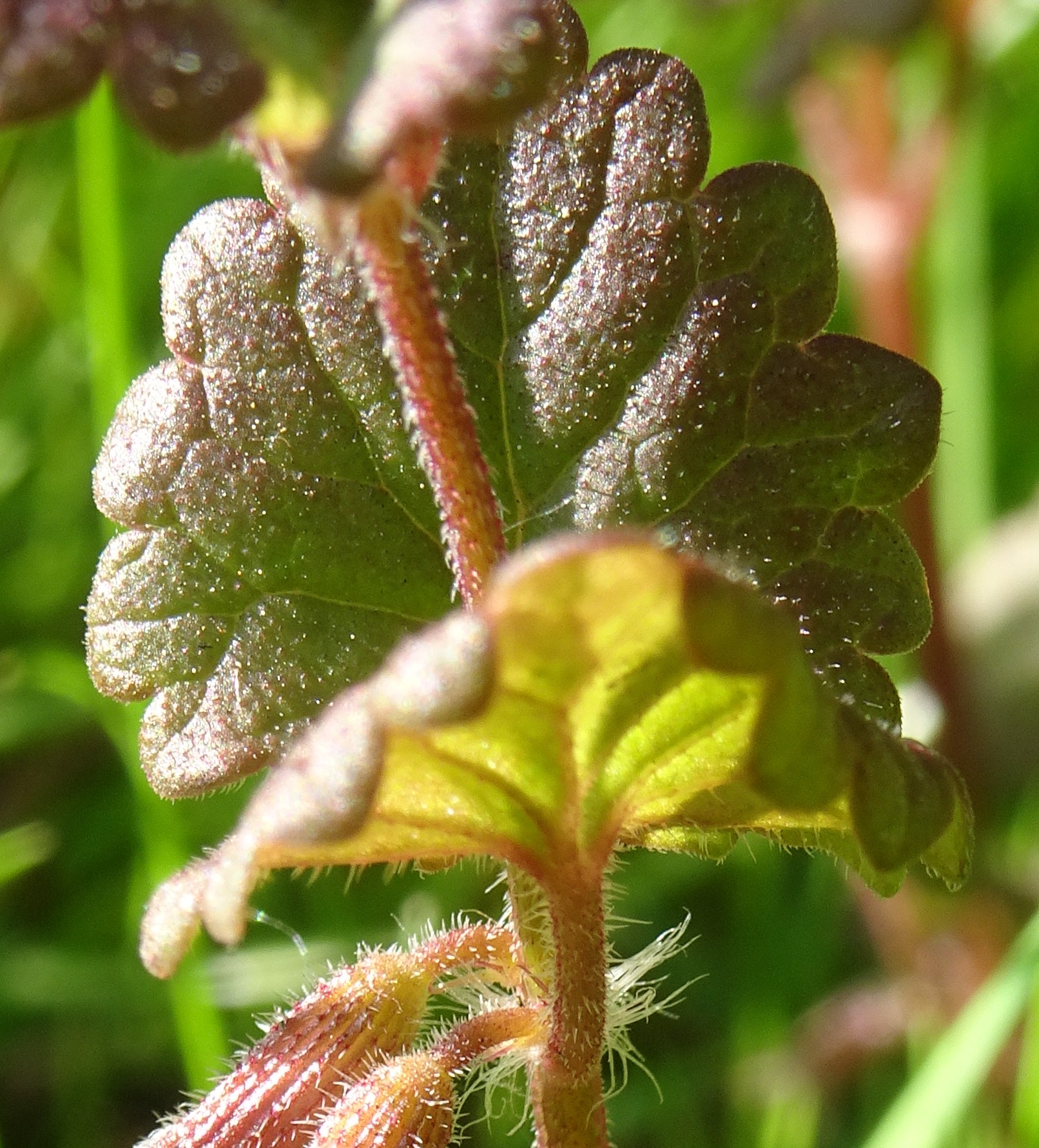 Bugles standing witness – Nature to look out for in Burwell