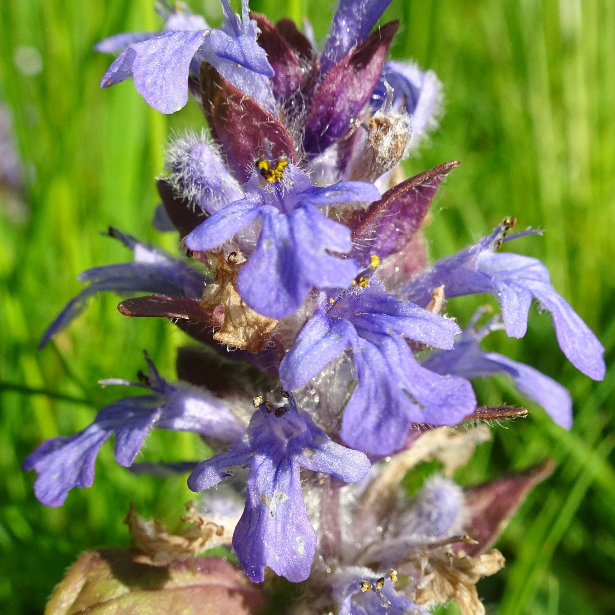 Bugles standing witness – Nature to look out for in Burwell