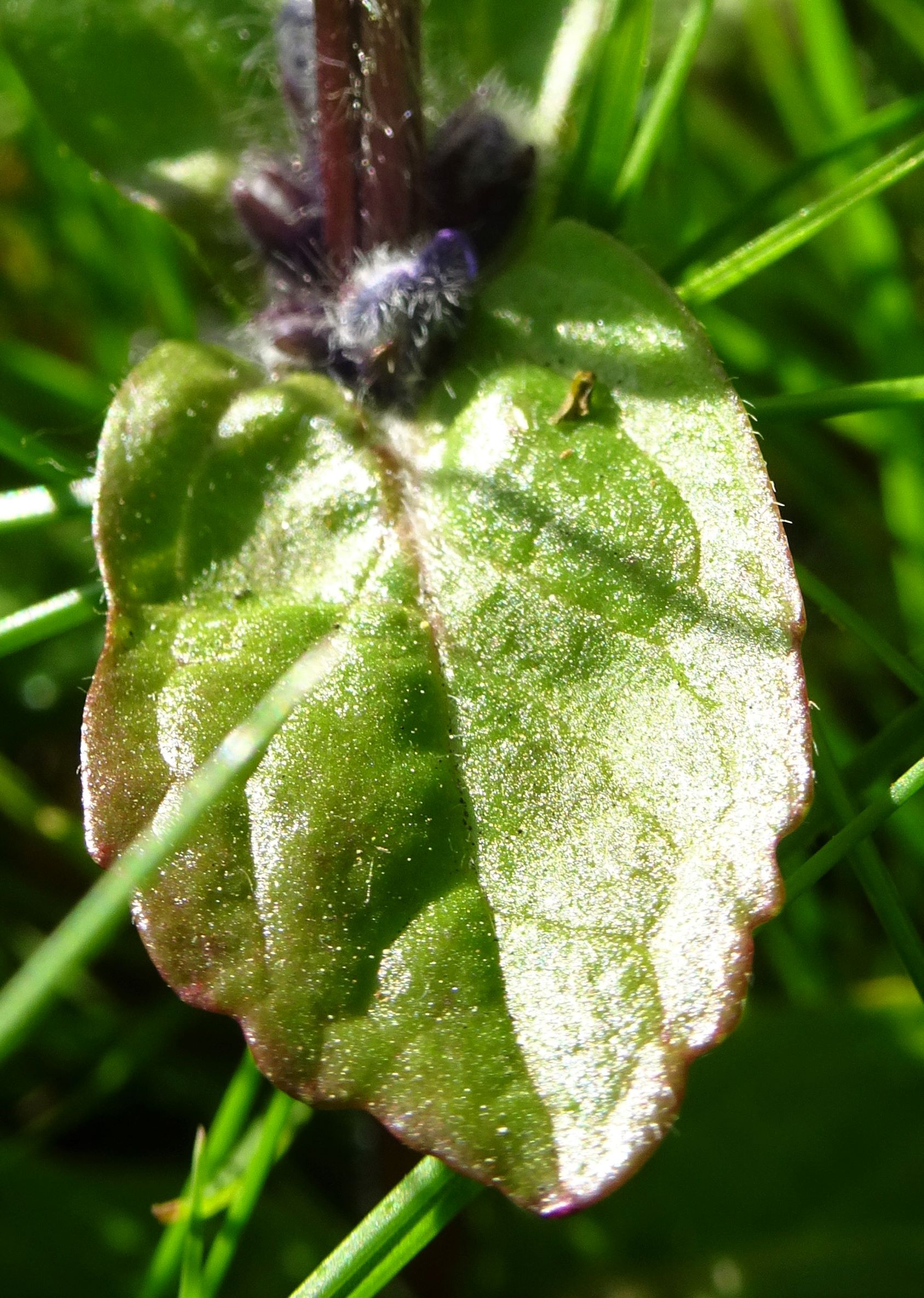 Bugles standing witness – Nature to look out for in Burwell