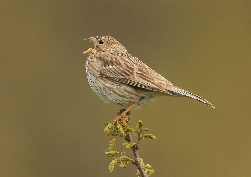 Corn buntings’ rattle of keys – Nature to look out for in Burwell