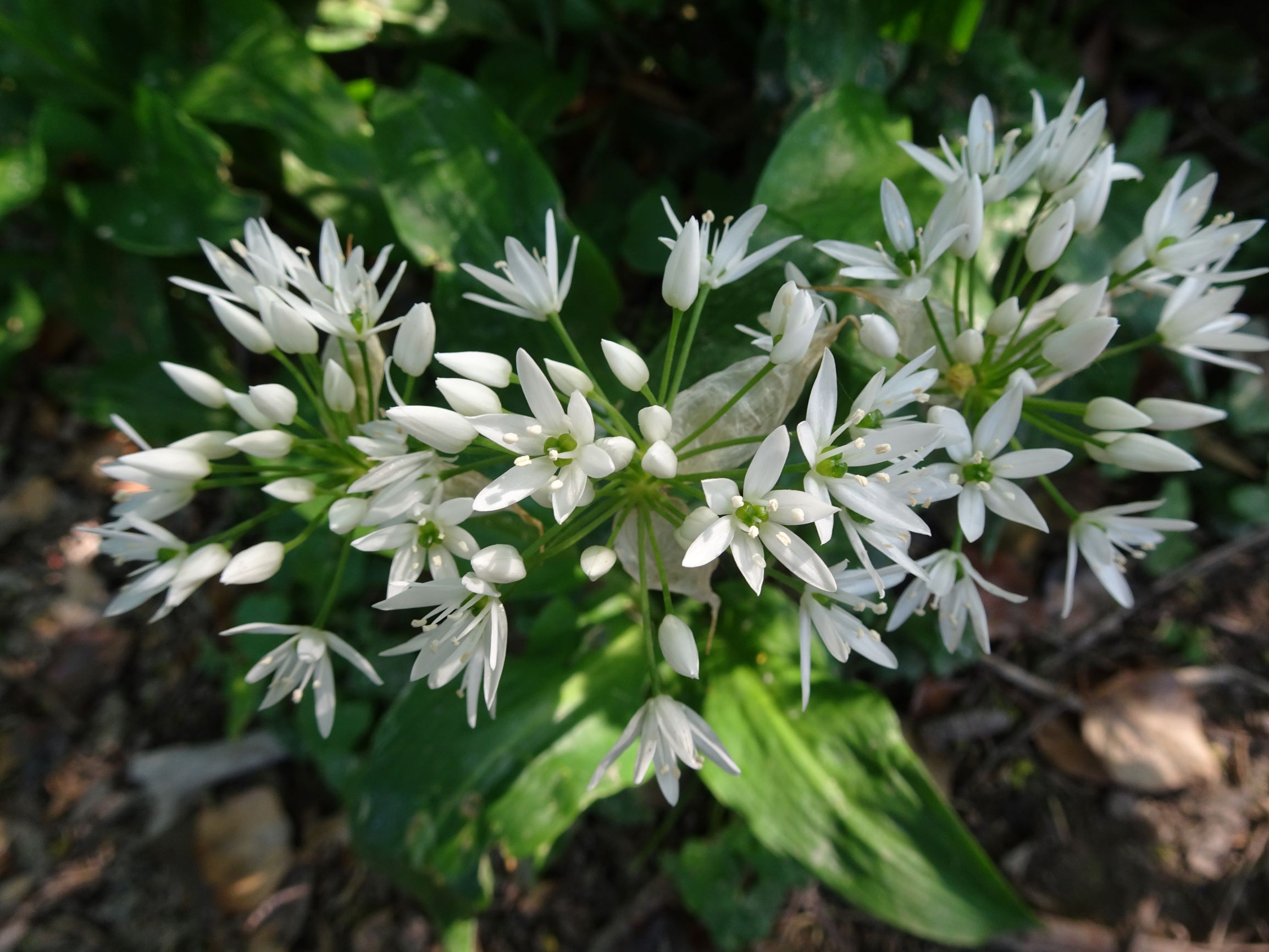 For this VE day, in lockdown, wild lilies’ delicate beauty – Nature to ...
