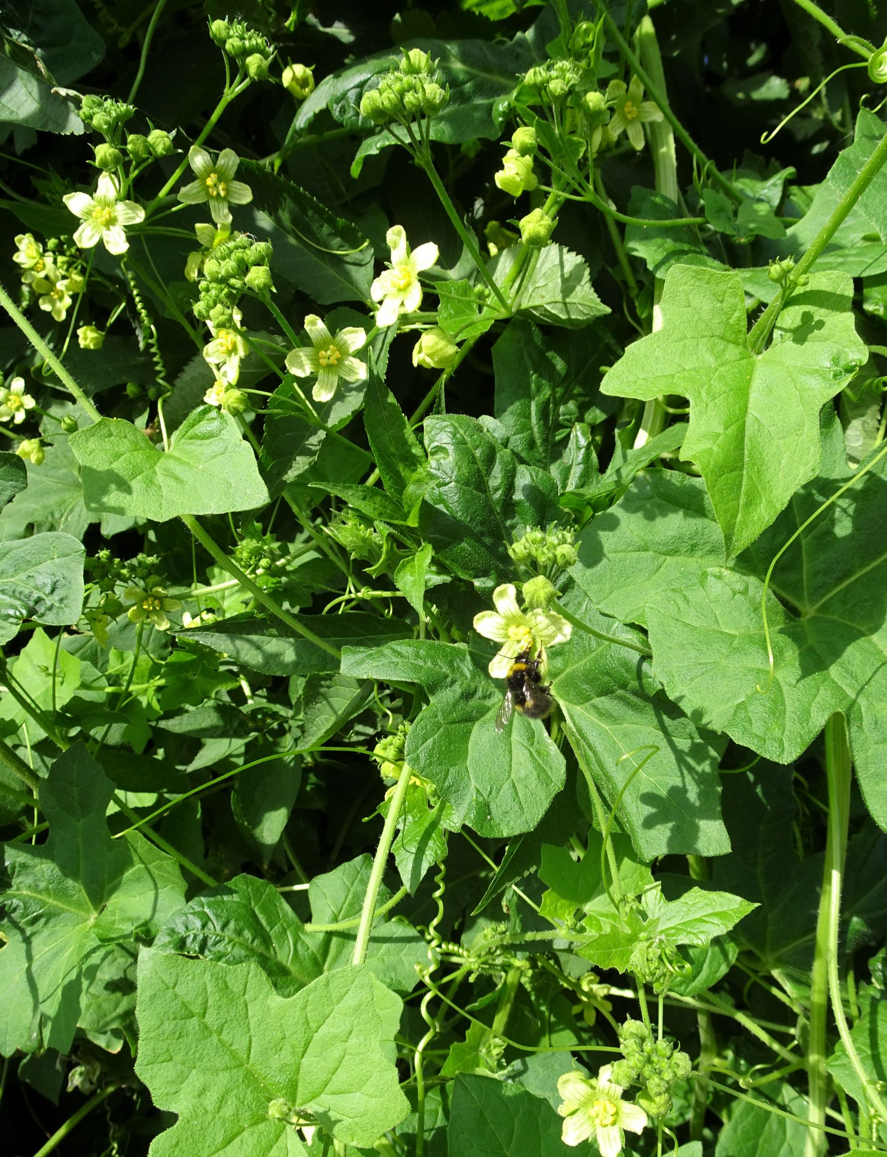 White bryony, a hedgerow scrambler – Nature to look out for in Burwell
