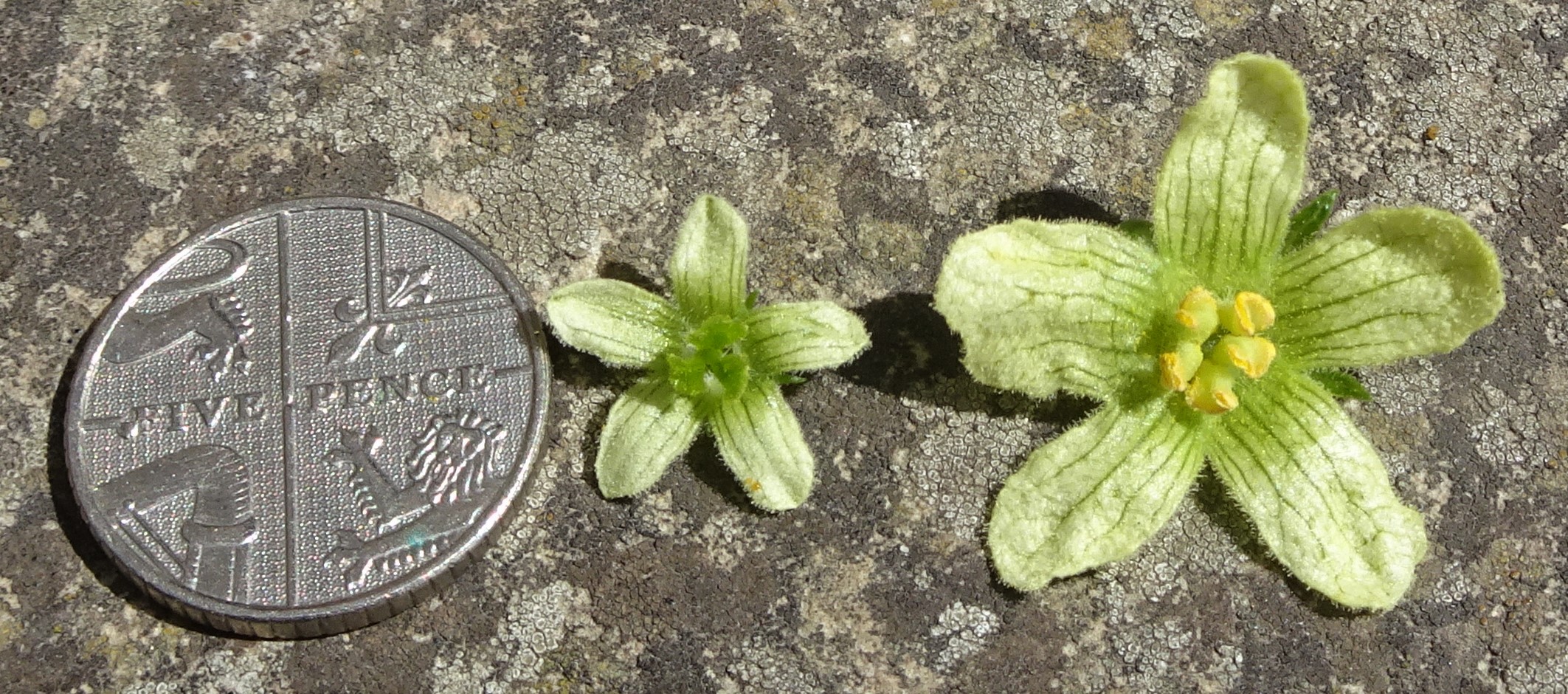 White bryony, a hedgerow scrambler – Nature to look out for in Burwell