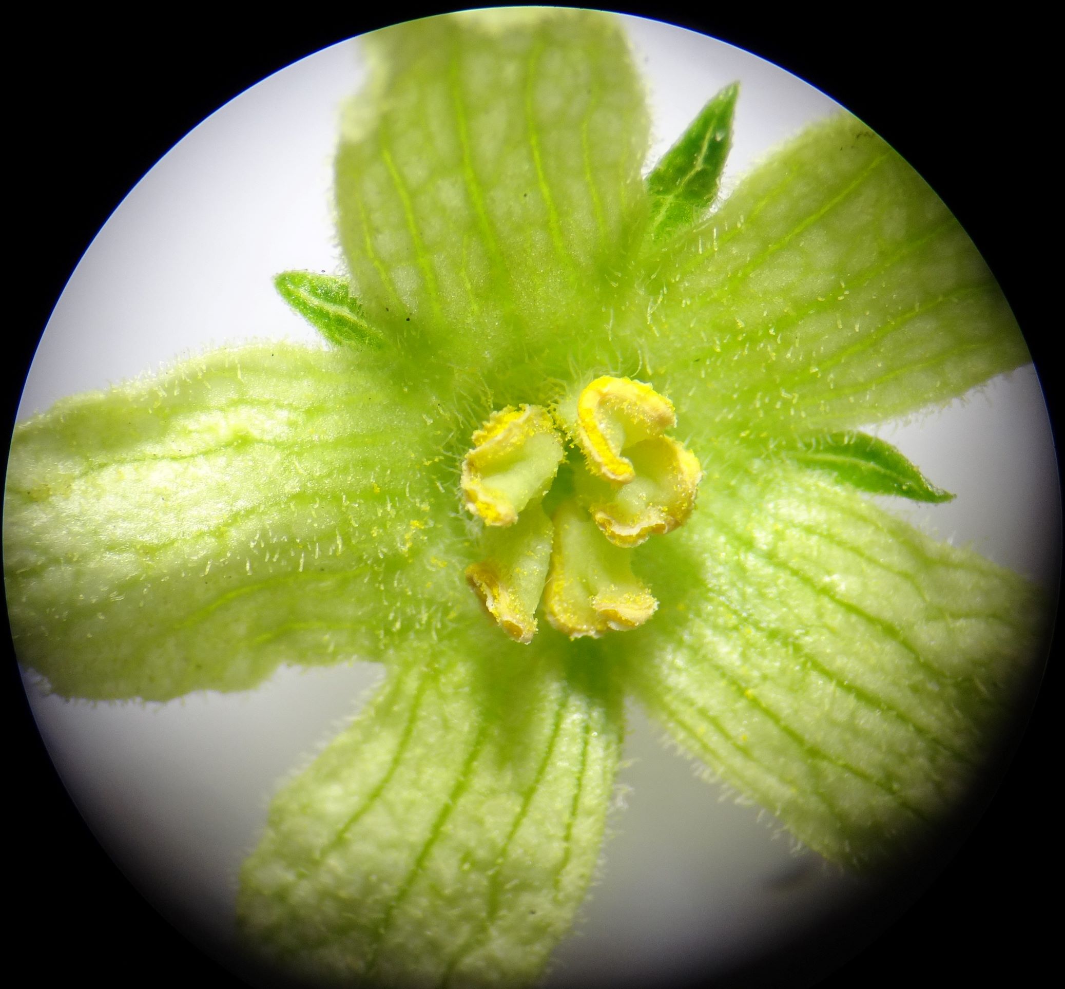 White bryony, a hedgerow scrambler – Nature to look out for in Burwell