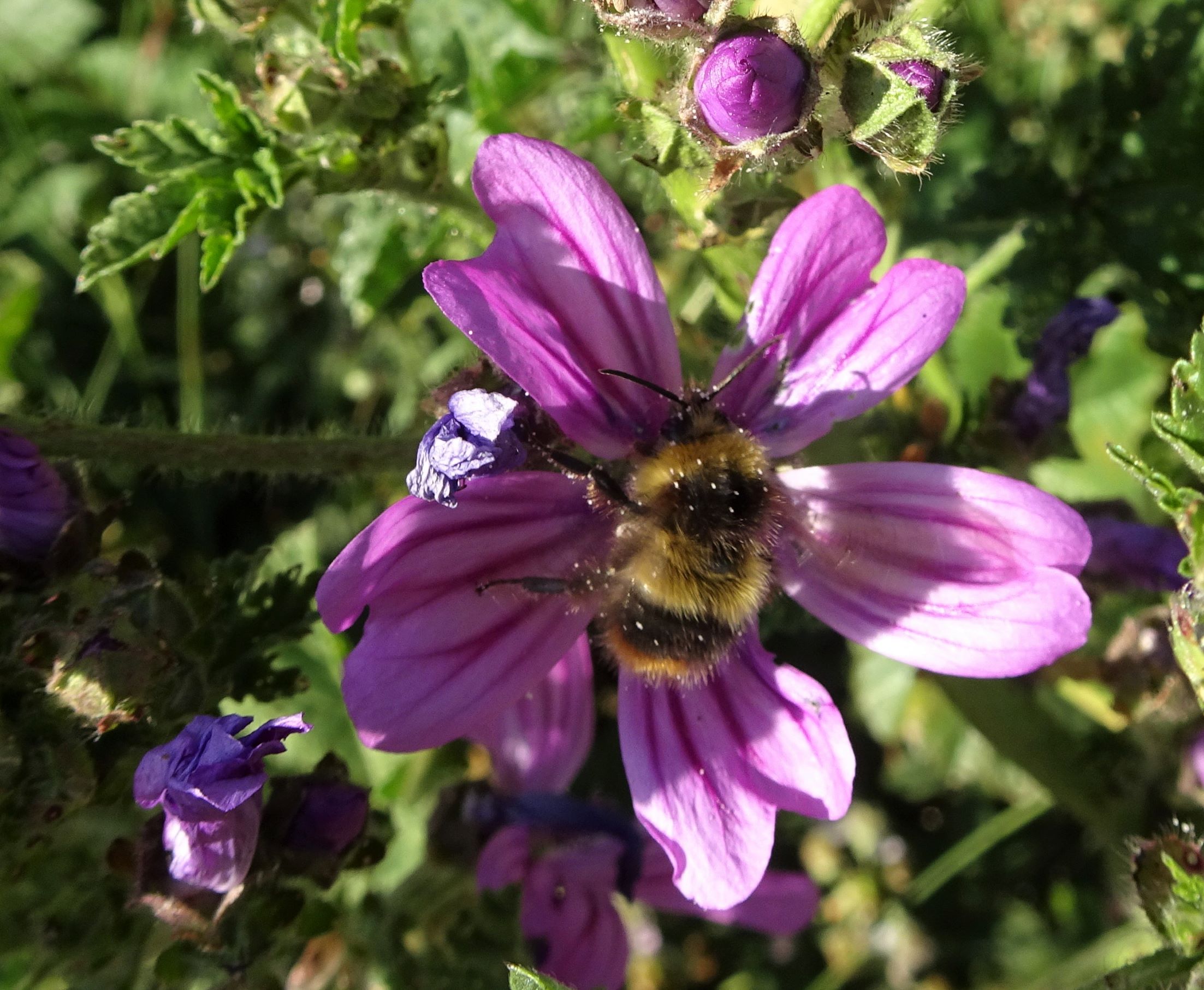 Purply-pink flowers of common mallow decorate our waysides – Nature to ...
