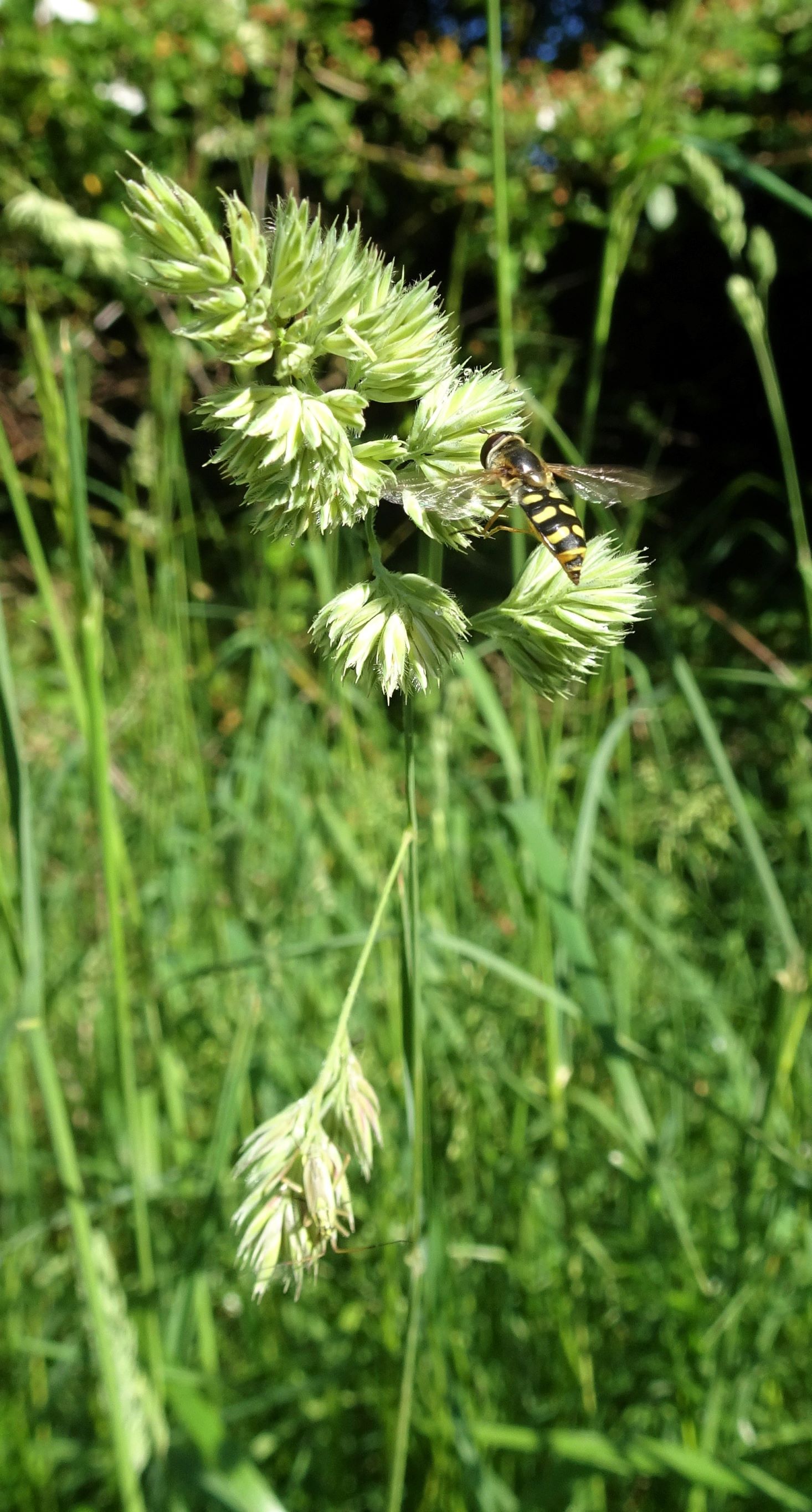 Grasses, sculptural forms worthy of a plinth – Nature to look out for ...