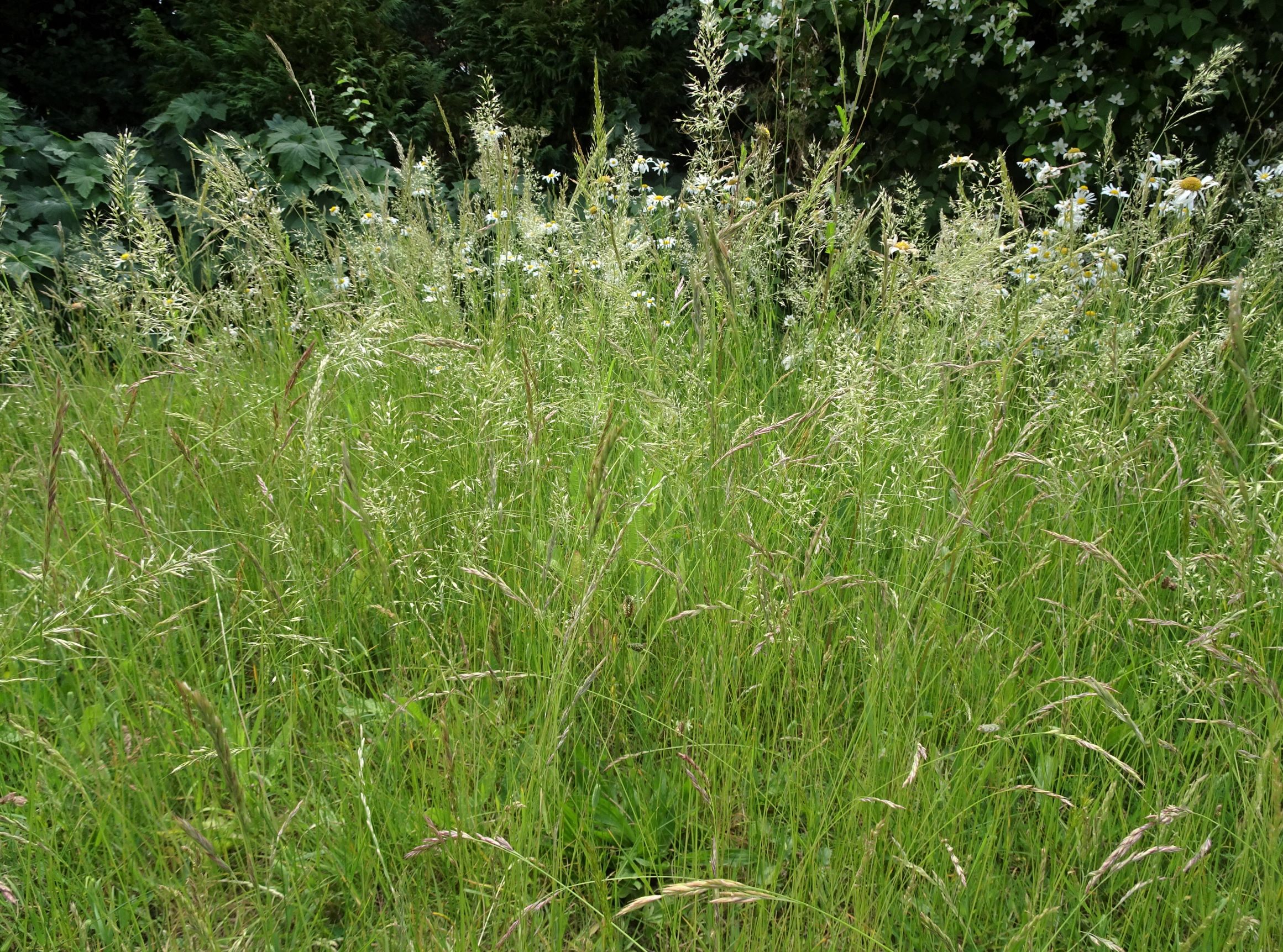 Grasses, sculptural forms worthy of a plinth – Nature to look out for ...
