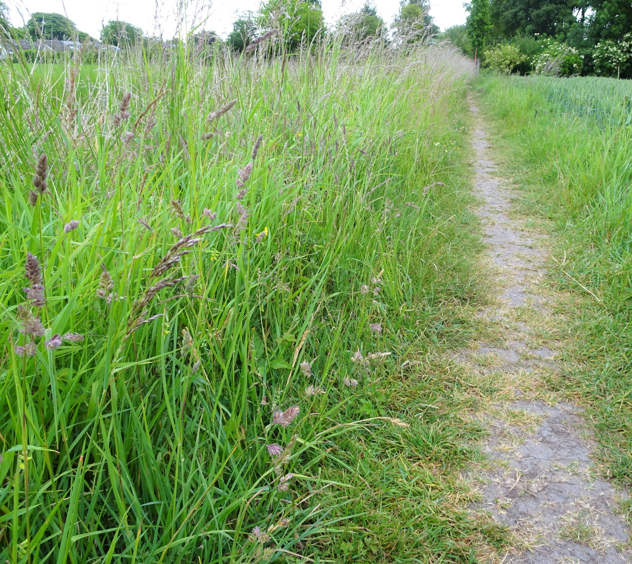 Grasses, sculptural forms worthy of a plinth – Nature to look out for ...