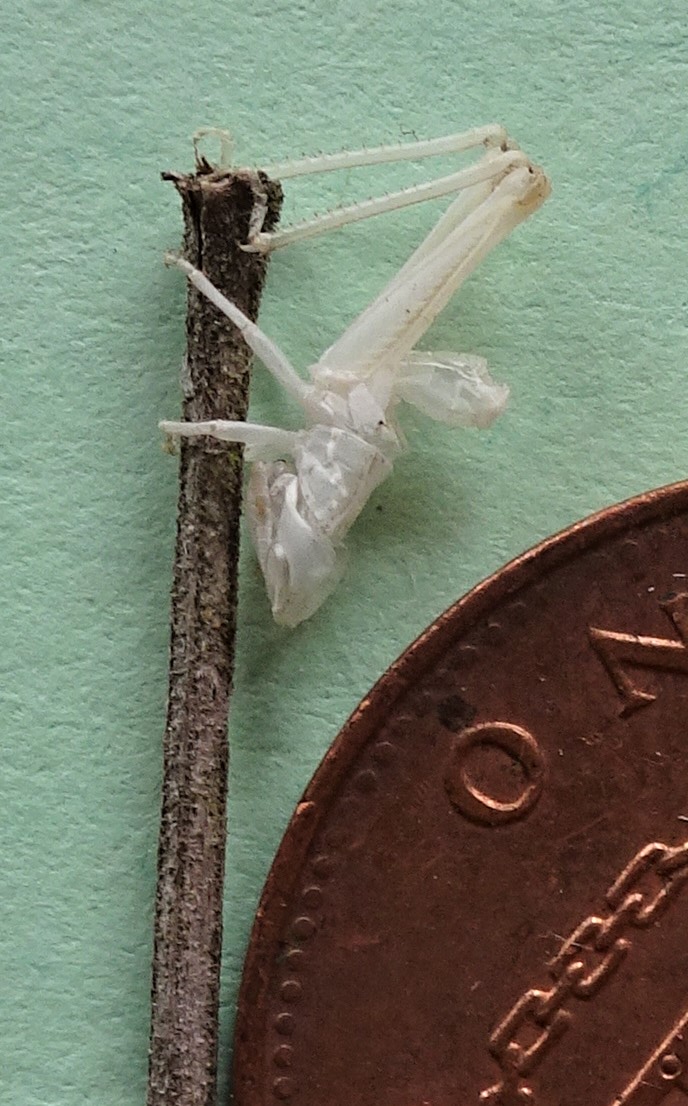 A visitor with the most fantastic legs… cricket is on – Nature to look ...