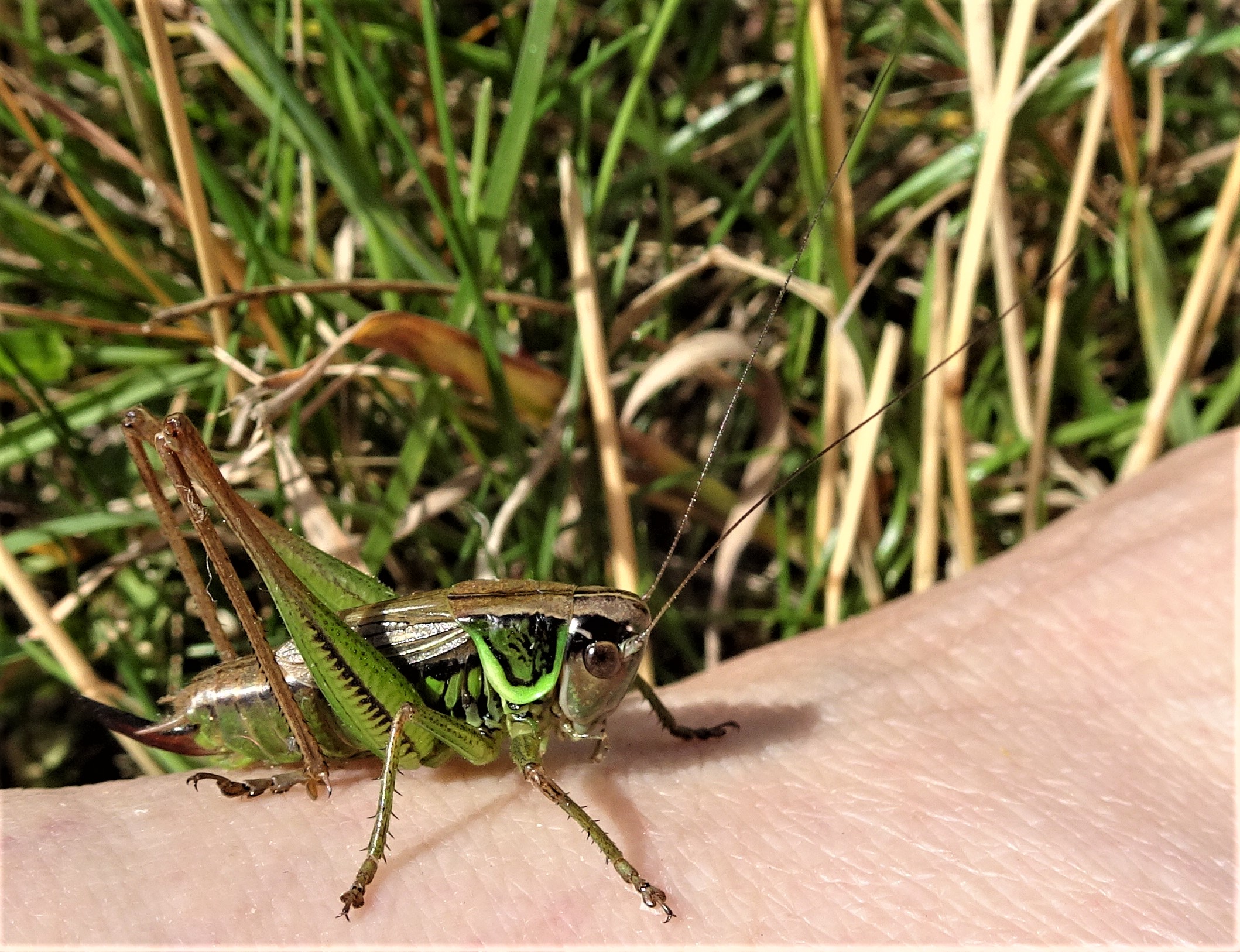 A visitor with the most fantastic legs… cricket is on – Nature to look ...