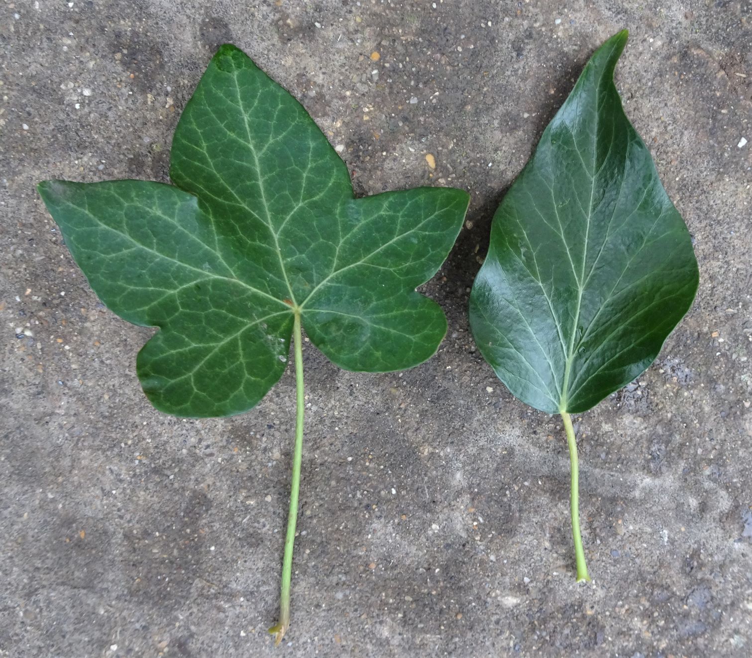 Ivy provides an ever green feast – Nature to look out for in Burwell