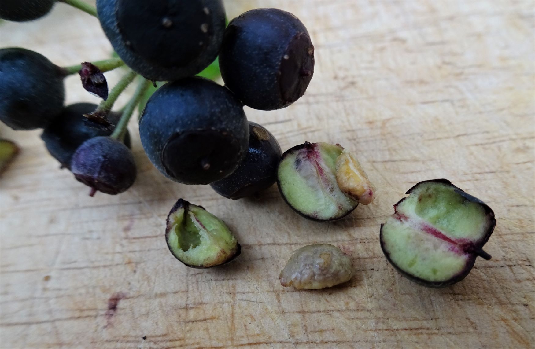 Ivy provides an ever green feast – Nature to look out for in Burwell