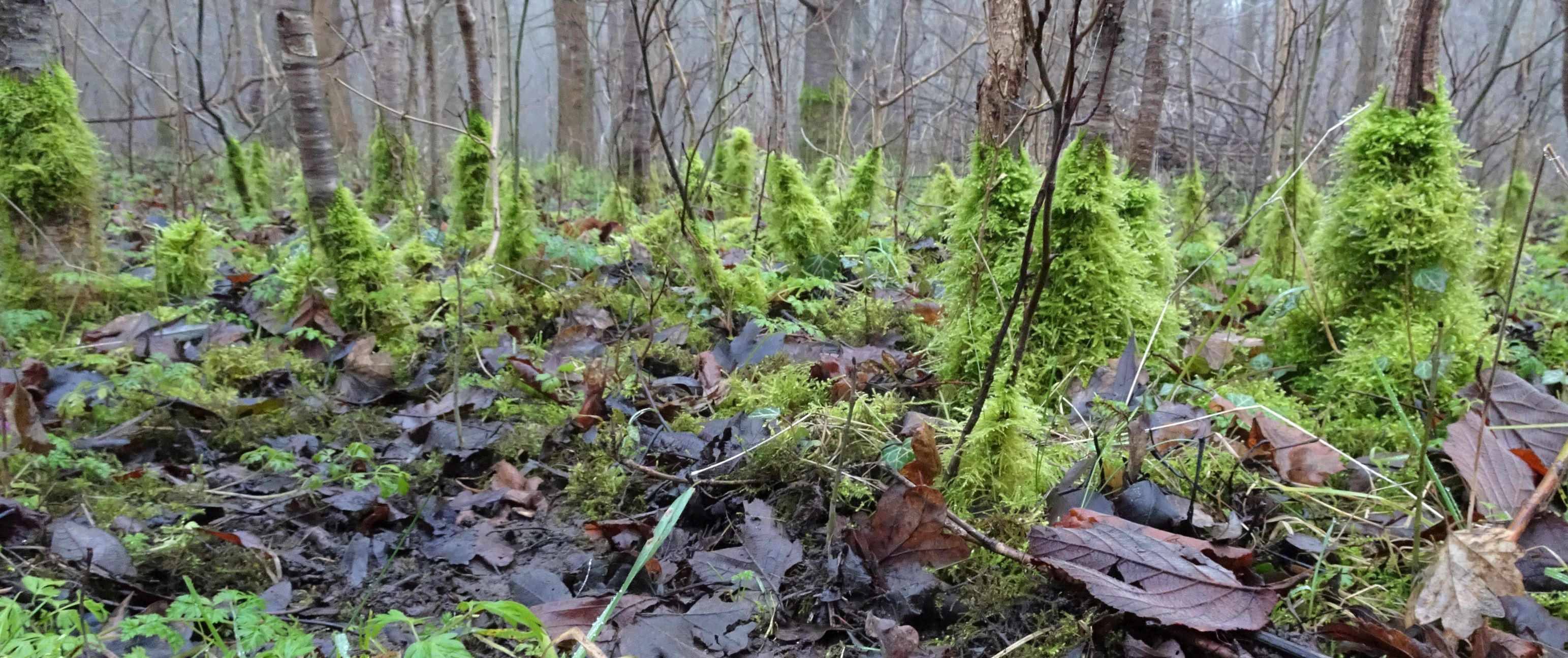 A miniature rainforest in the wood – Nature to look out for in Burwell