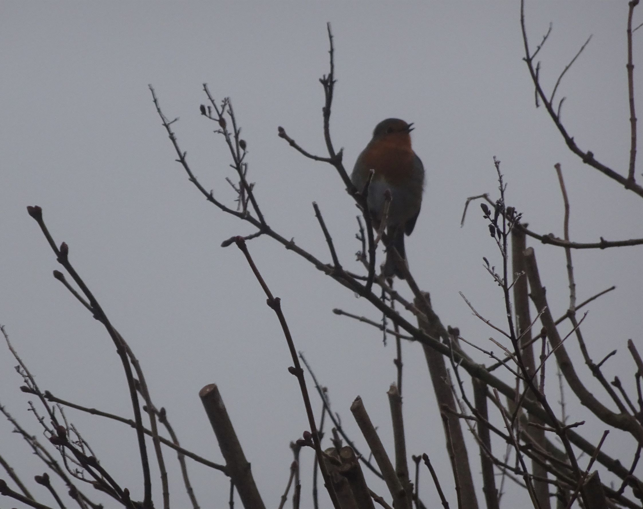 Robin song lights up dusk – Nature to look out for in Burwell