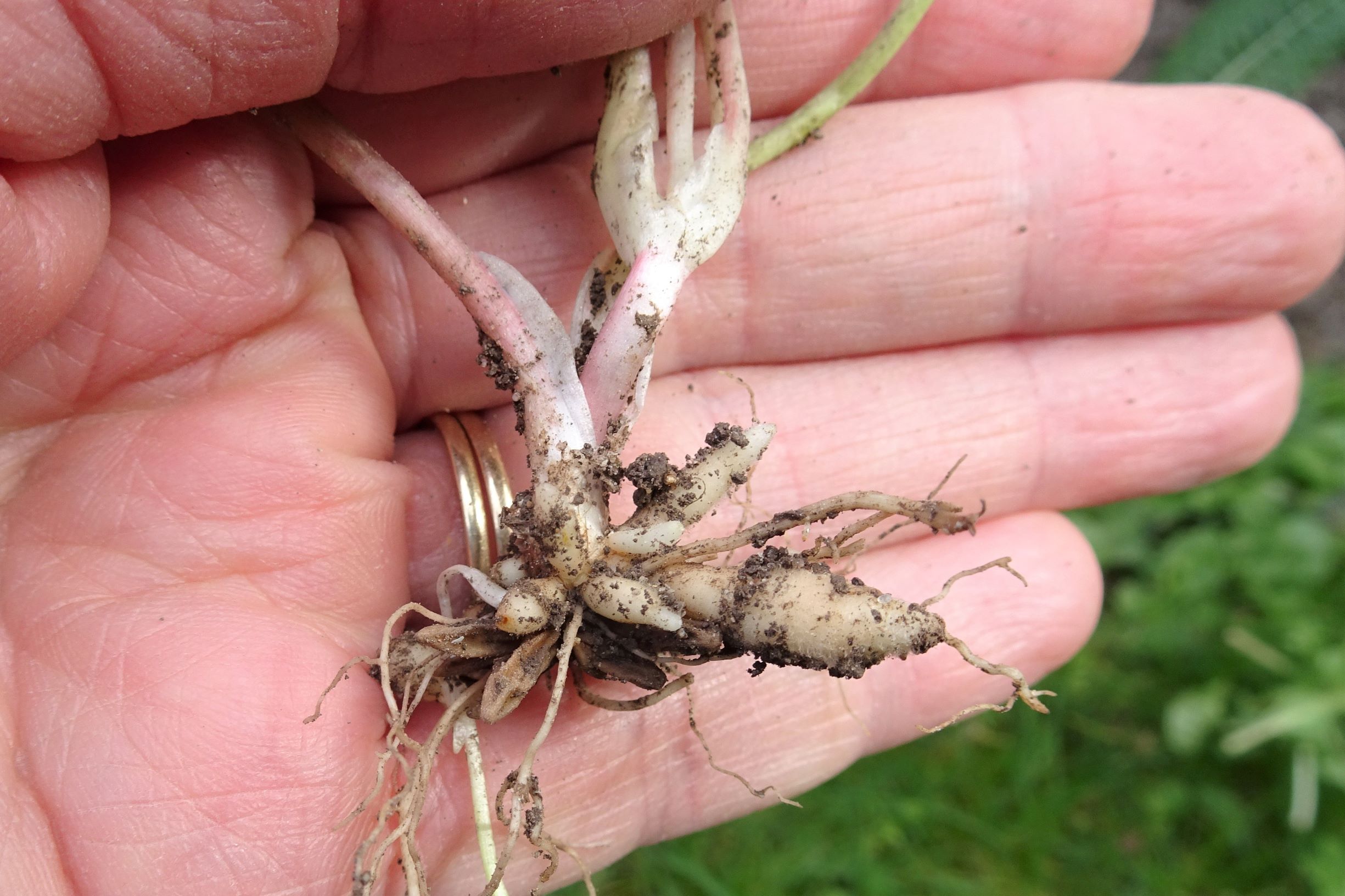 Glossy yellow petals of celandines spell spring – Nature to look out ...